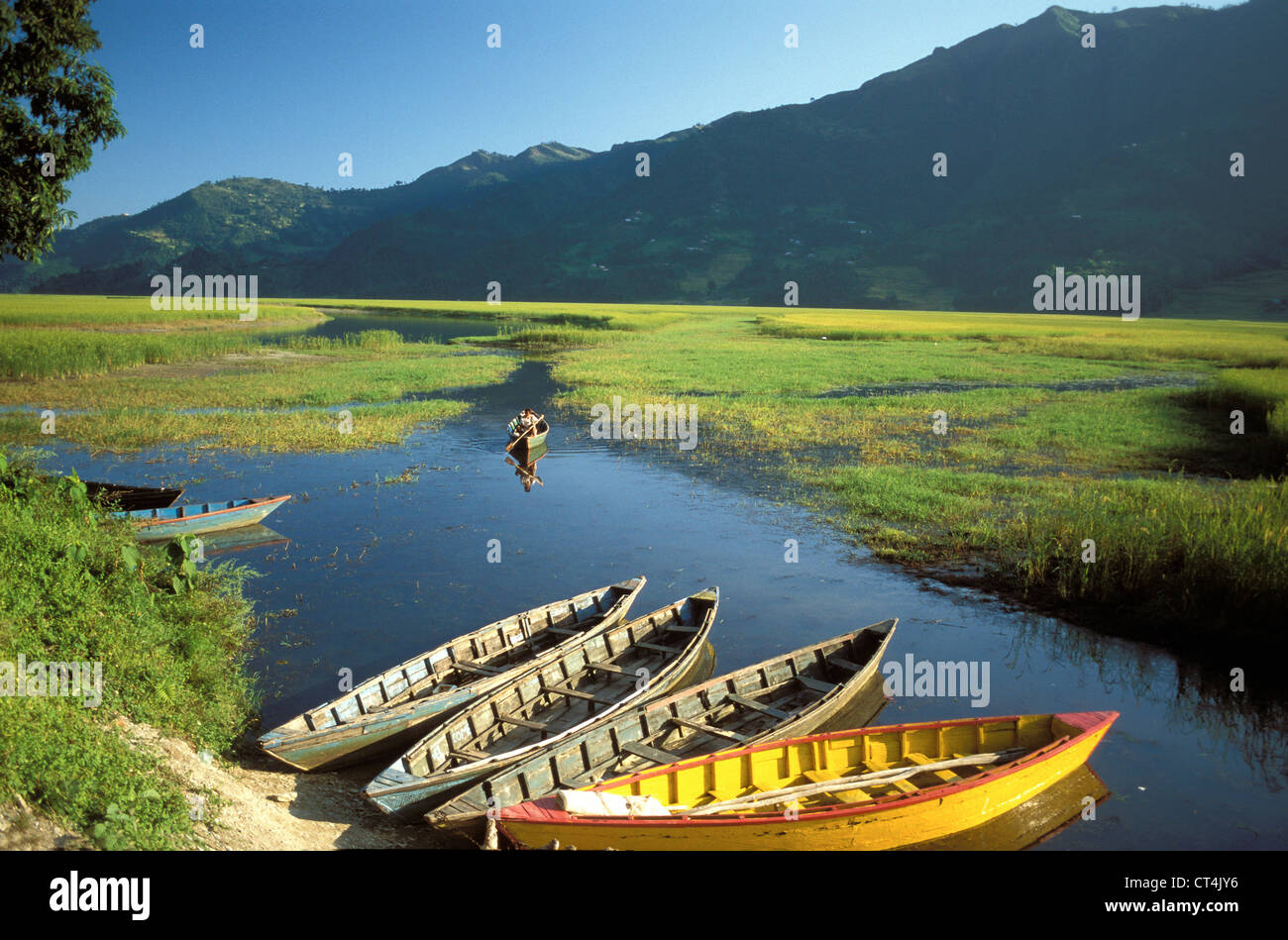 Nepal weed hi-res stock photography and images - Alamy