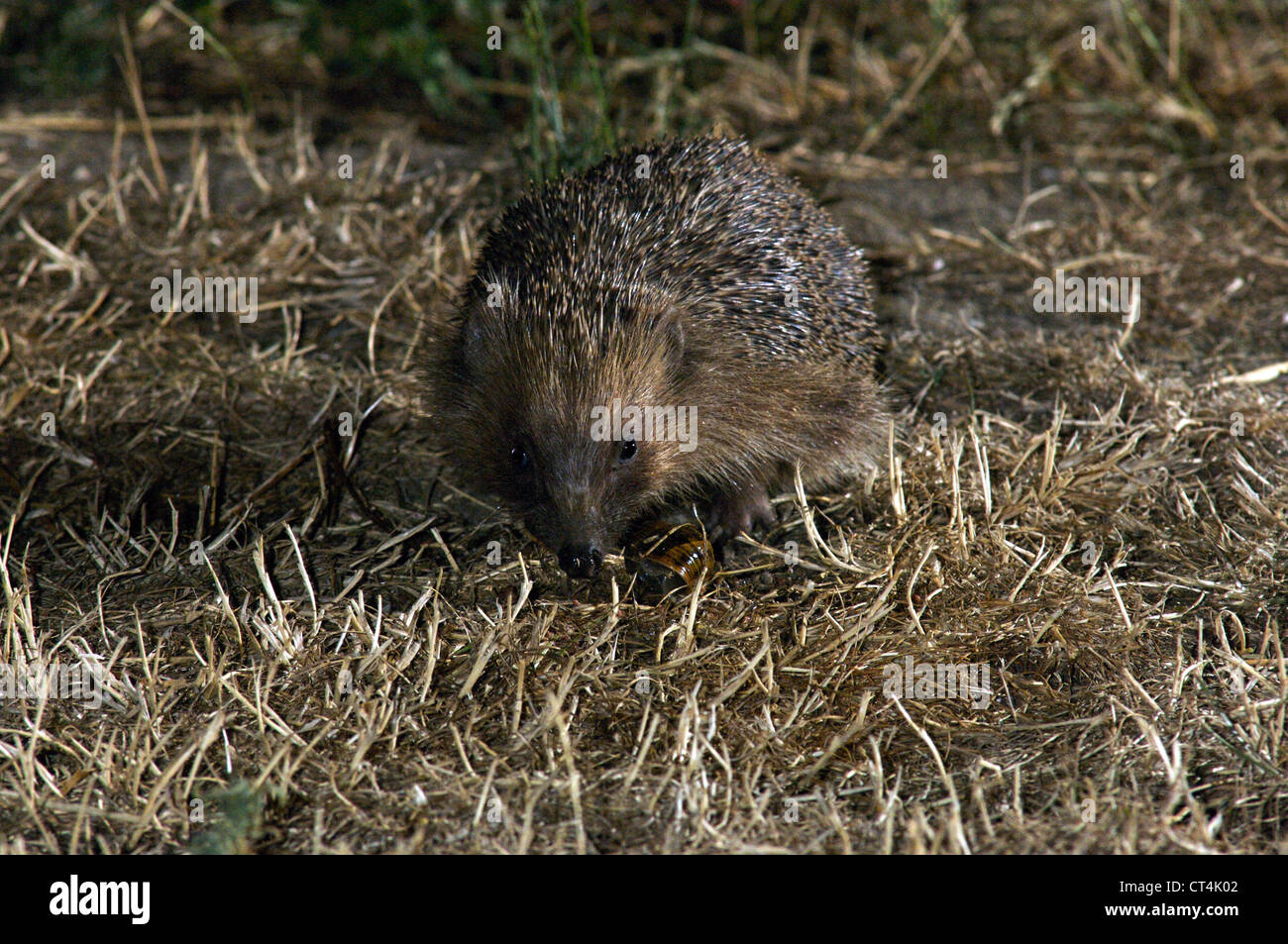 Hedgehog prey hi-res stock photography and images - Alamy