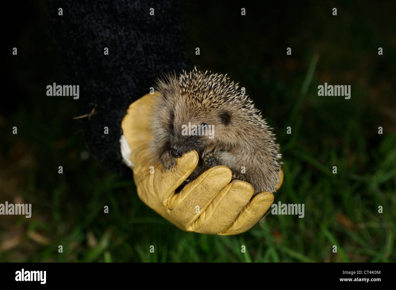 Ethology hi-res stock photography and images - Alamy