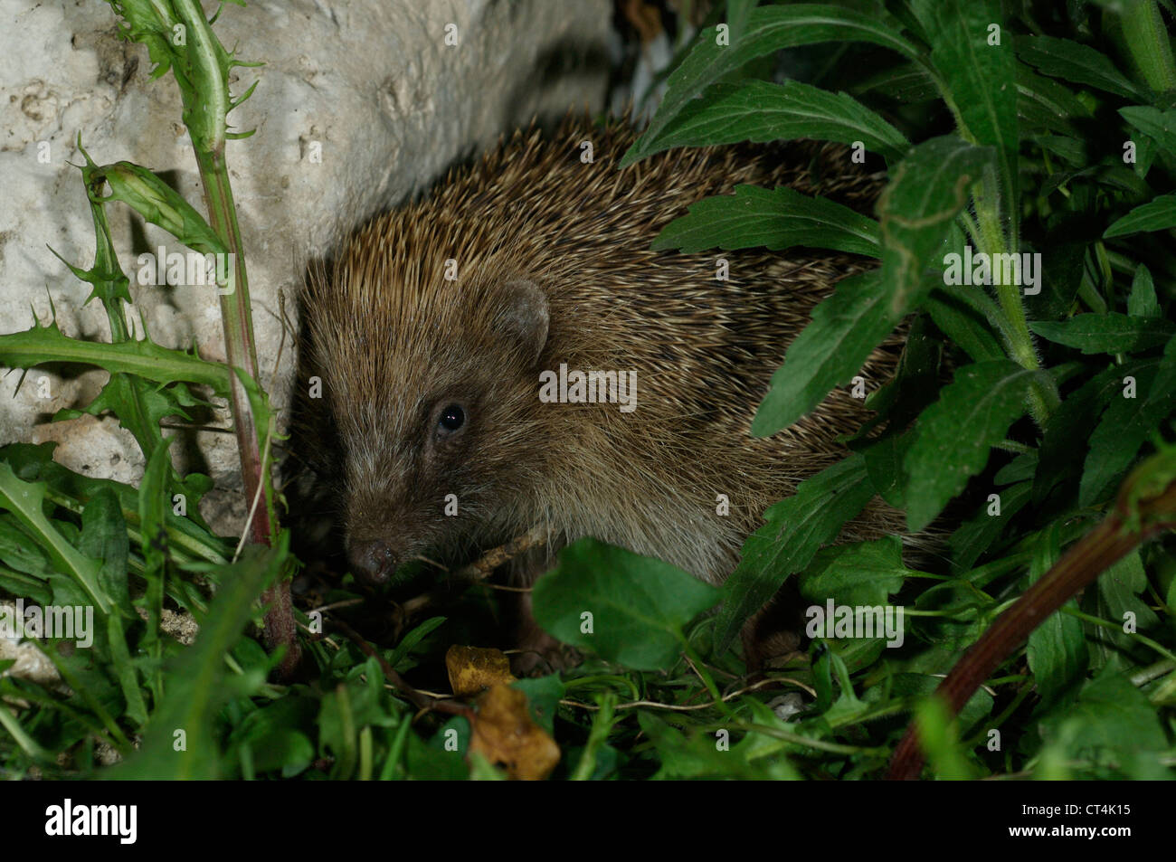 WESTERN EUROPEAN HEDGEHOG Stock Photo - Alamy