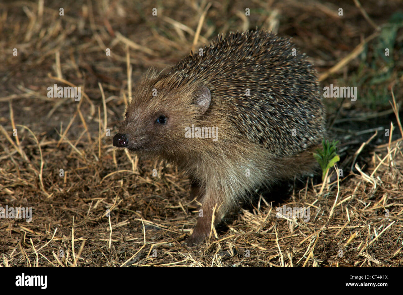 WESTERN EUROPEAN HEDGEHOG Stock Photo - Alamy