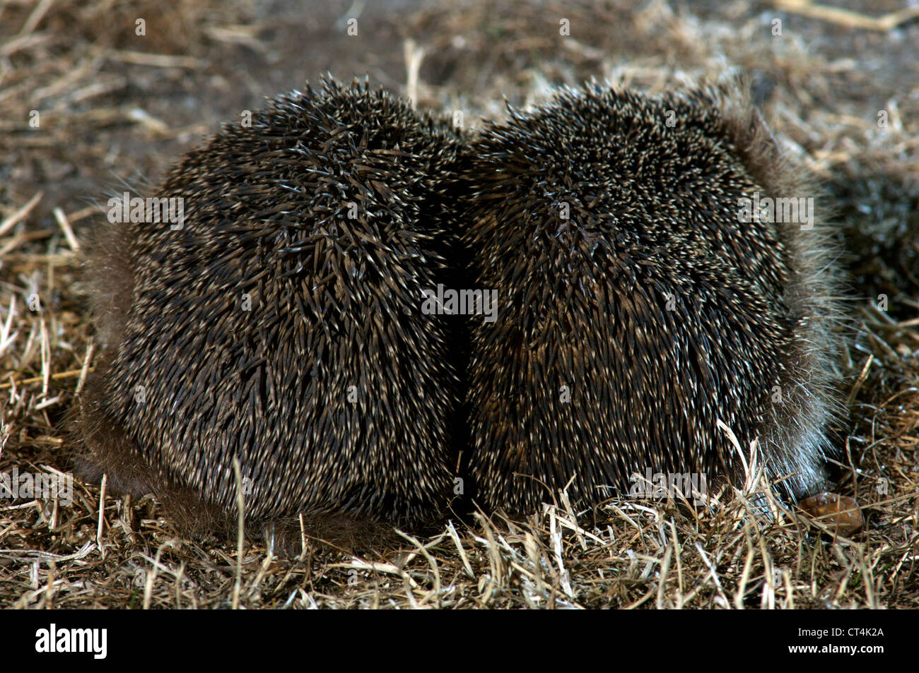 Male female reproductive system hi-res stock photography and images - Alamy