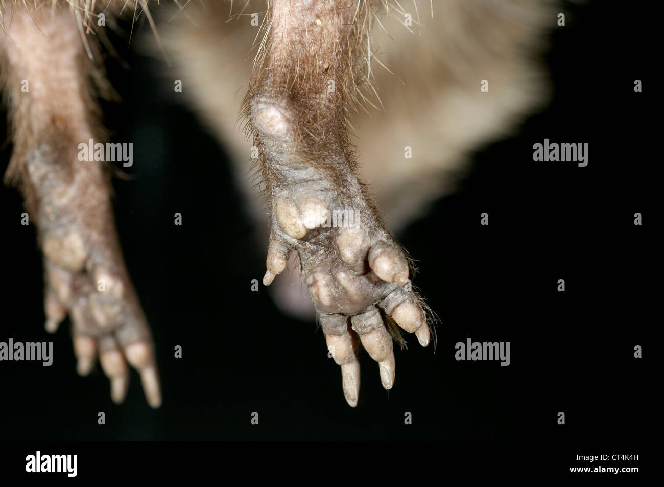Hedgehog anatomy hi-res stock photography and images - Alamy