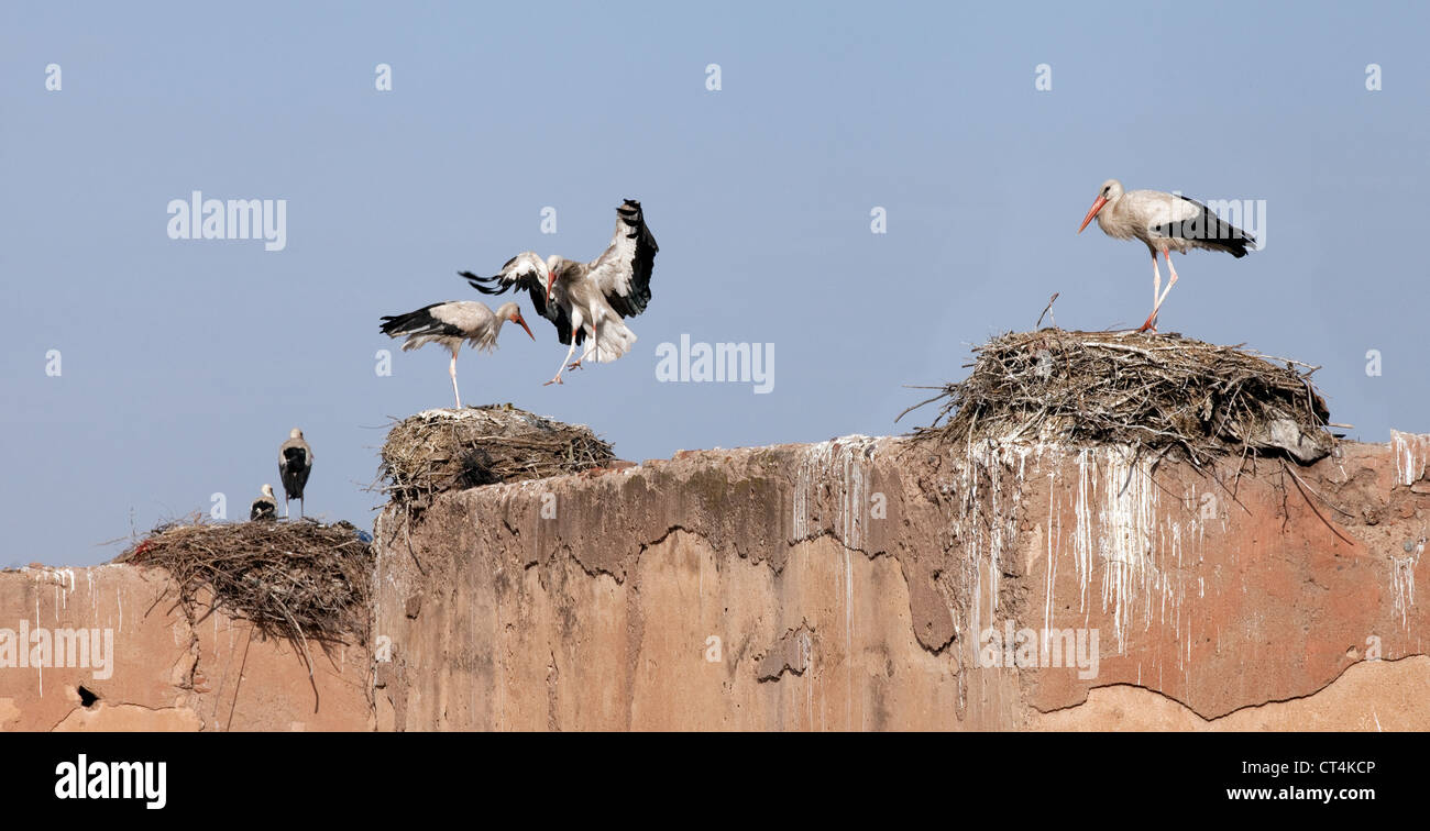 Storks nesting on rooftops, Marrakech, Morocco, Africa Stock Photo - Alamy