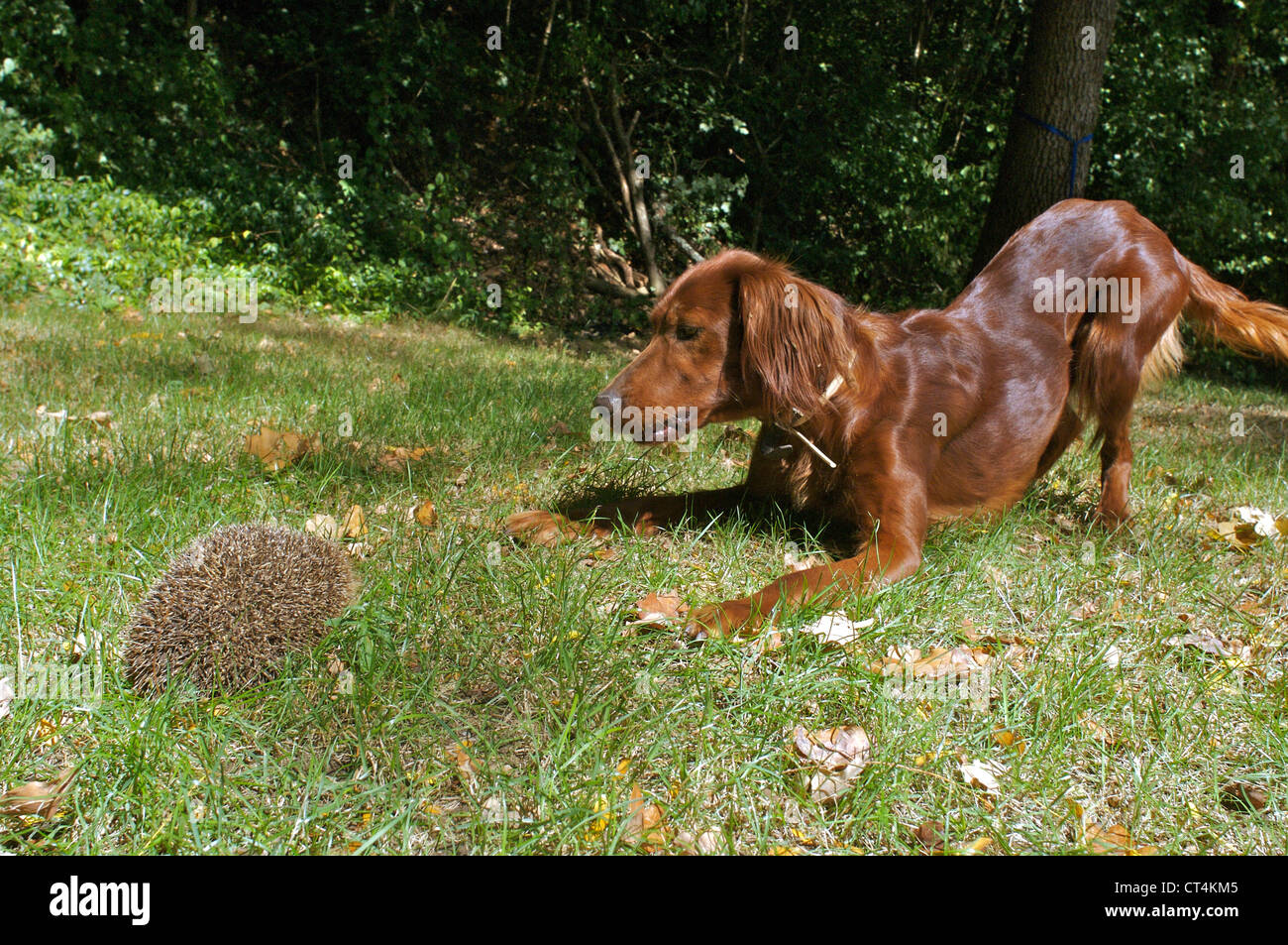 WESTERN EUROPEAN HEDGEHOG Stock Photo - Alamy