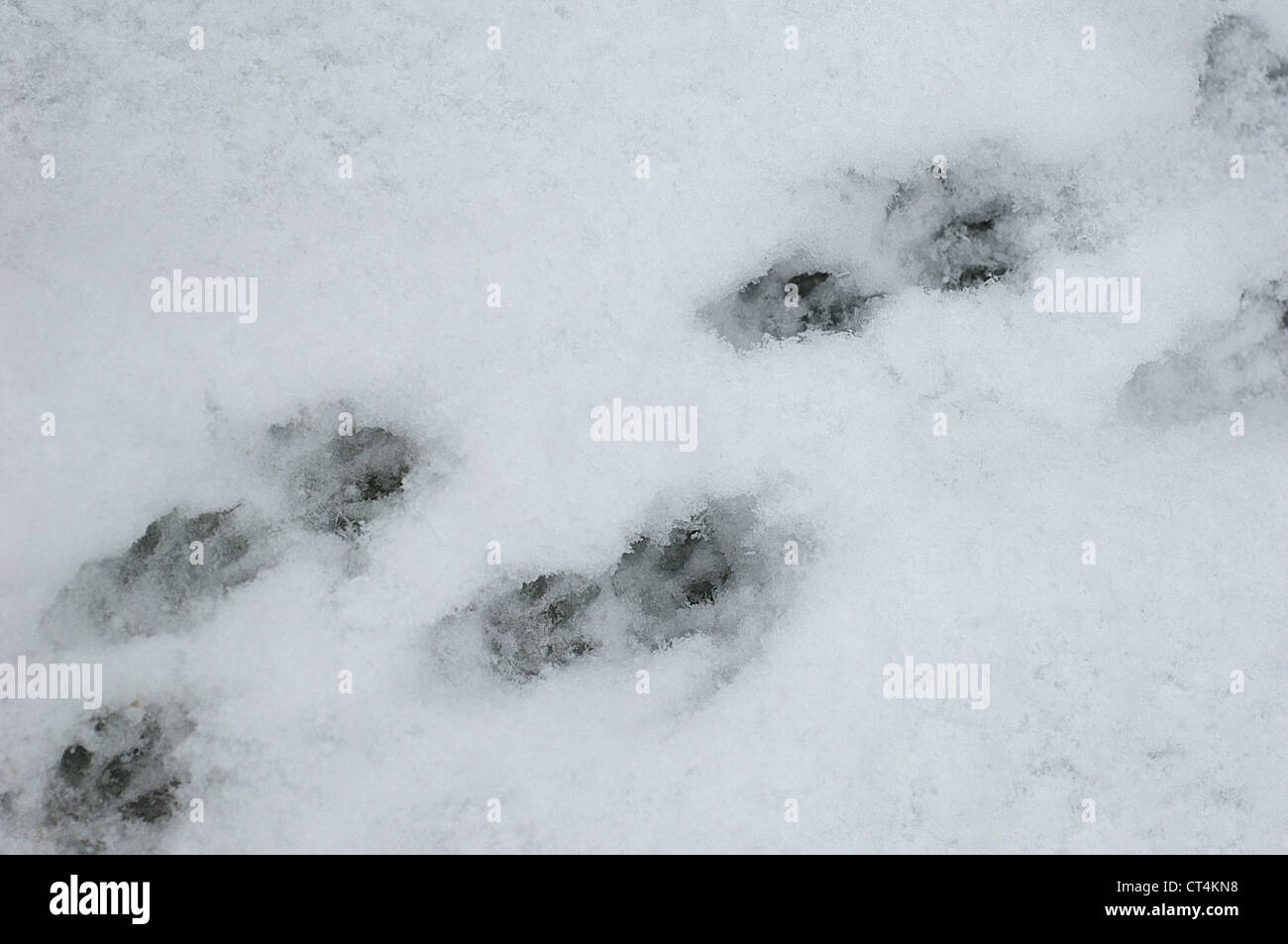 HEDGEHOG FOOTPRINT Stock Photo - Alamy