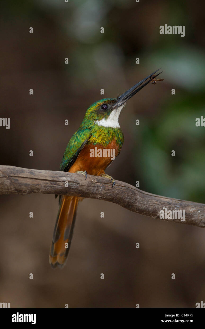 South America, Brazil, Pantanal, Rufous-tailed Jacamar, Galbula ...