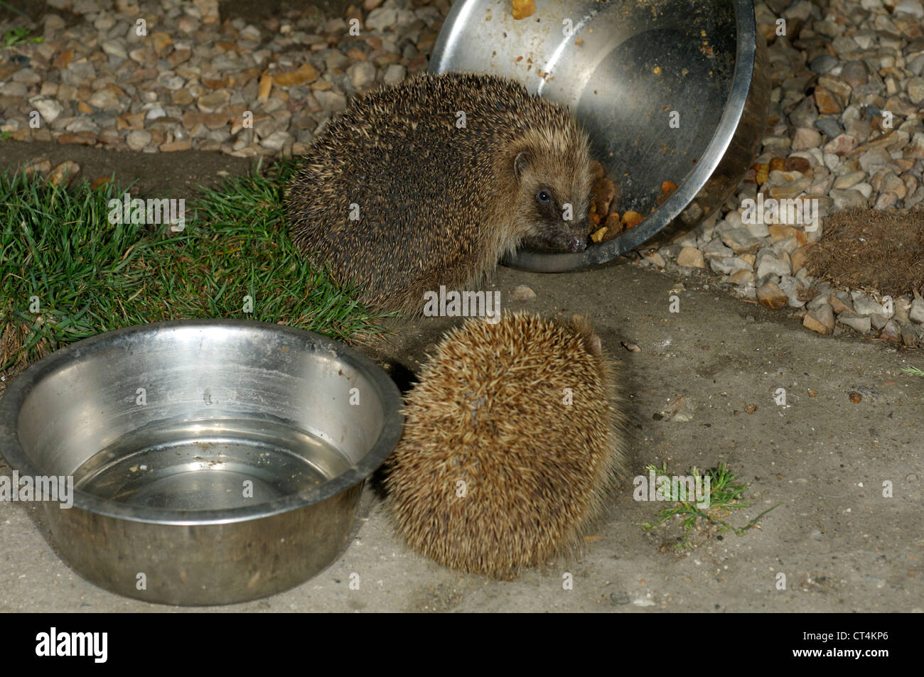WESTERN EUROPEAN HEDGEHOG Stock Photo - Alamy