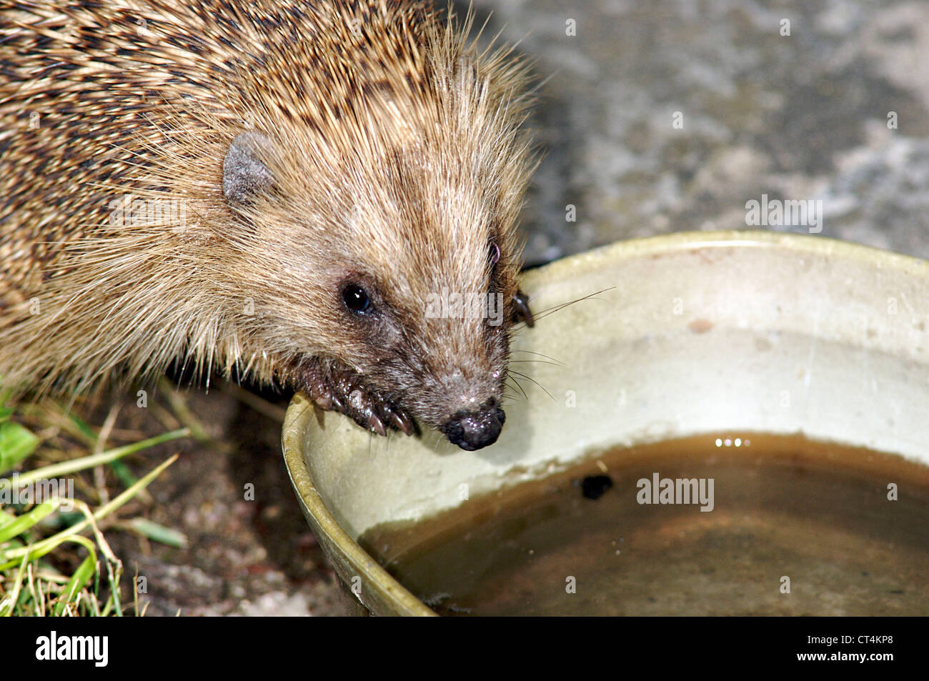 WESTERN EUROPEAN HEDGEHOG Stock Photo - Alamy