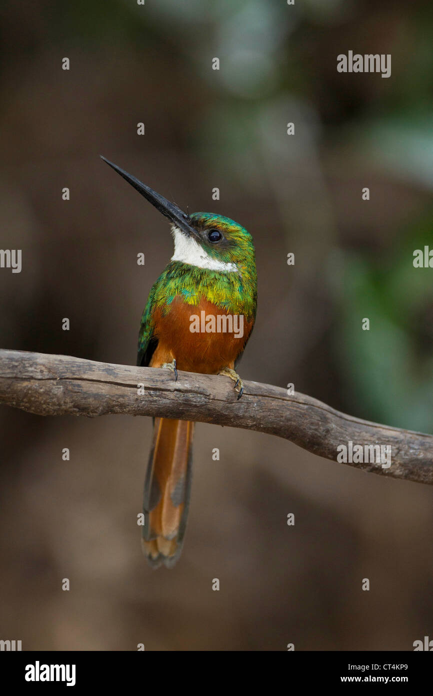 South America, Brazil, Pantanal, Rufous-tailed Jacamar, Galbula ...