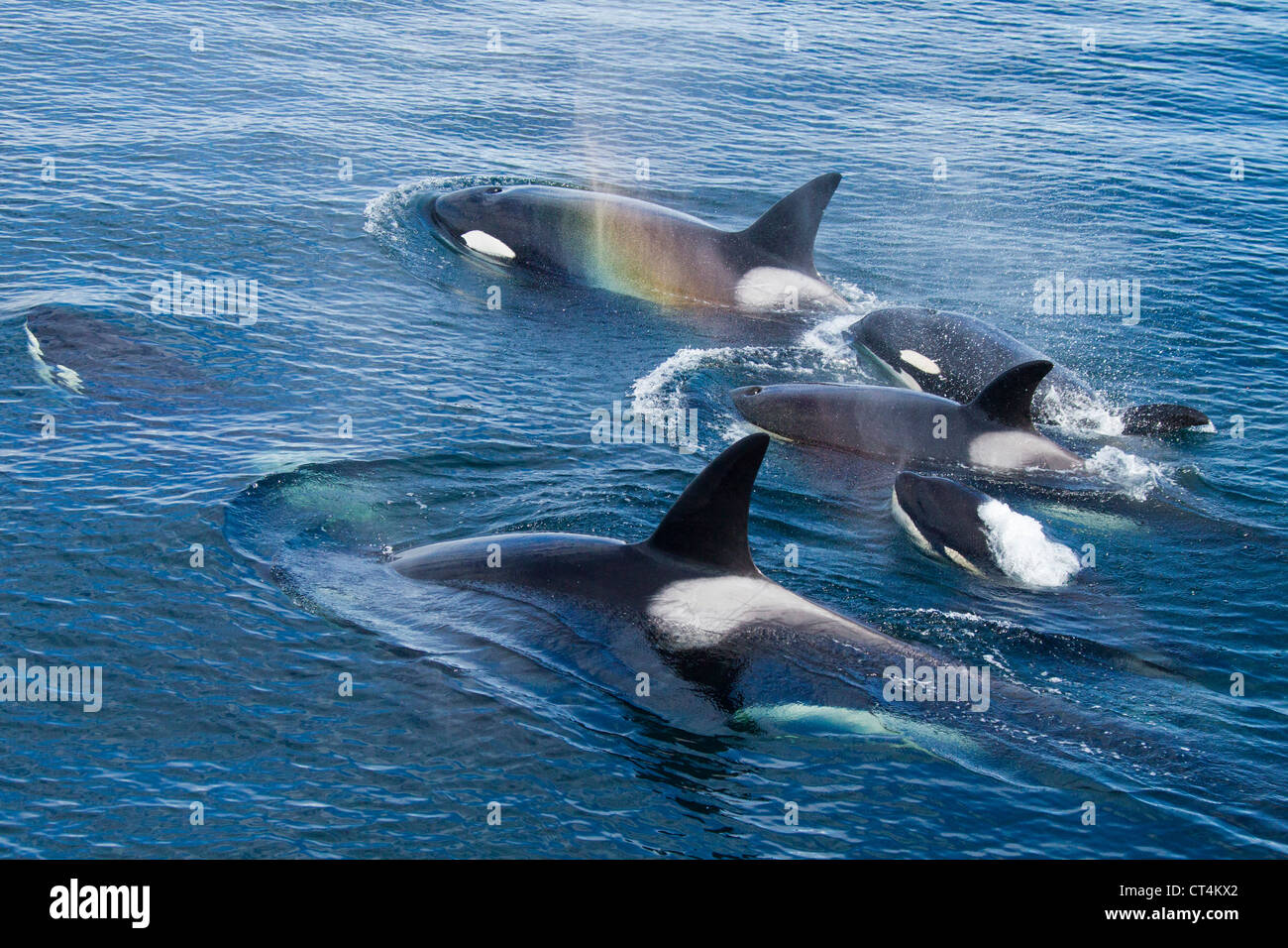 North America, USA, Alaska, Frederick Sound, Orca, Orcinus orca, pod Stock Photo - Alamy