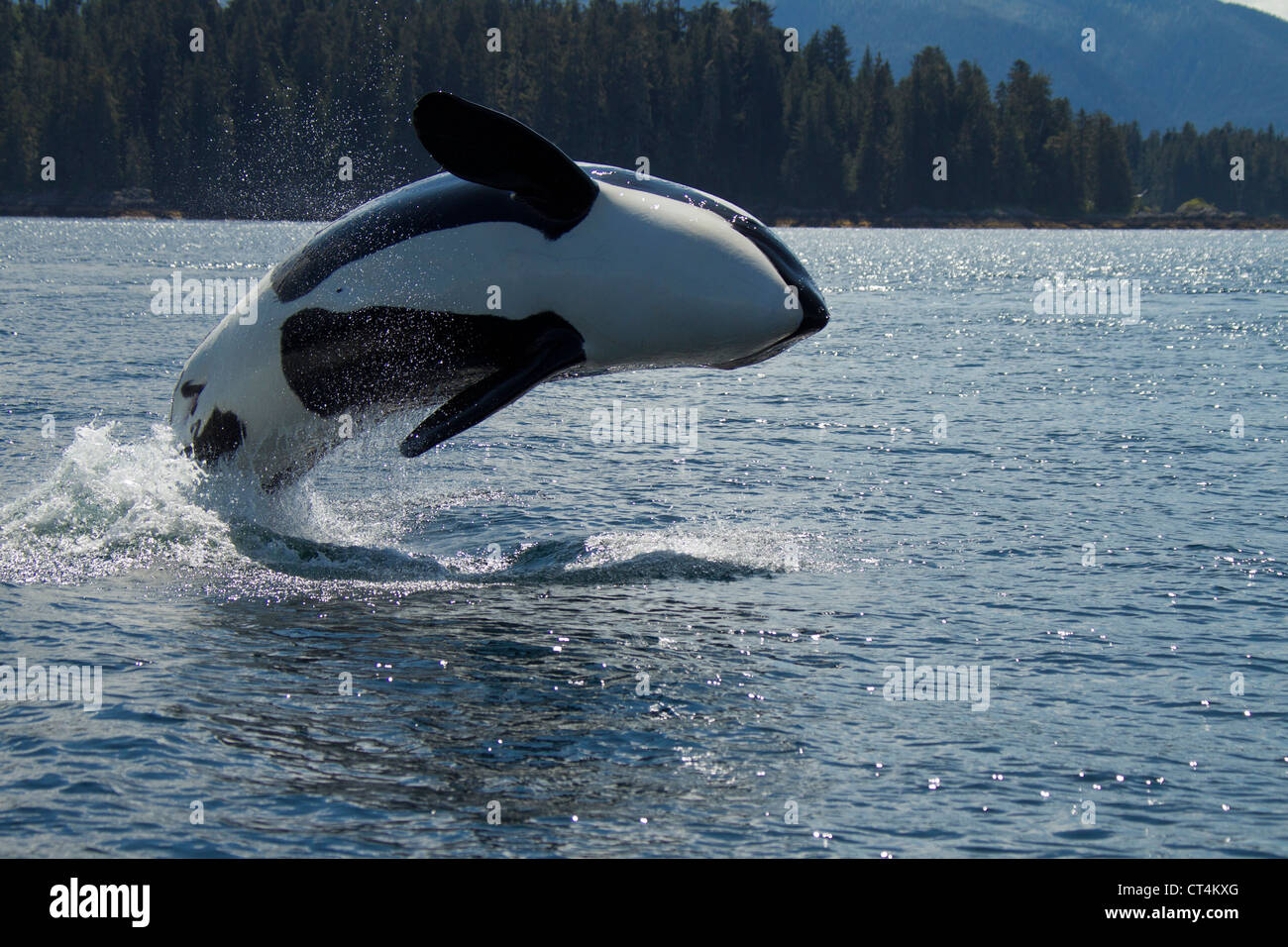 North America, USA, Alaska, Frederick Sound, Orca, Orcinus orca ...