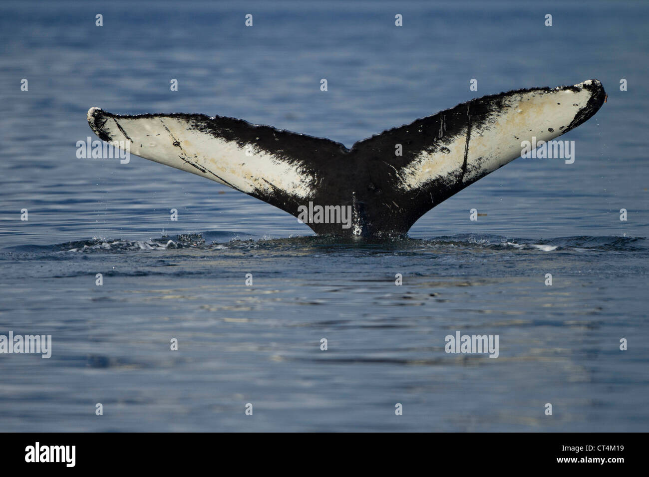 North America, USA, Alaska, in Frederick Sound, Humpback Whale ...