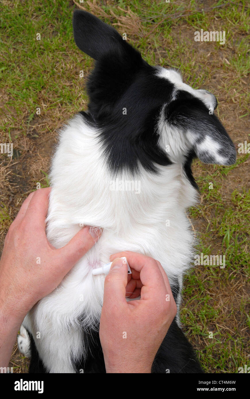 Tick weed hi-res stock photography and images - Alamy