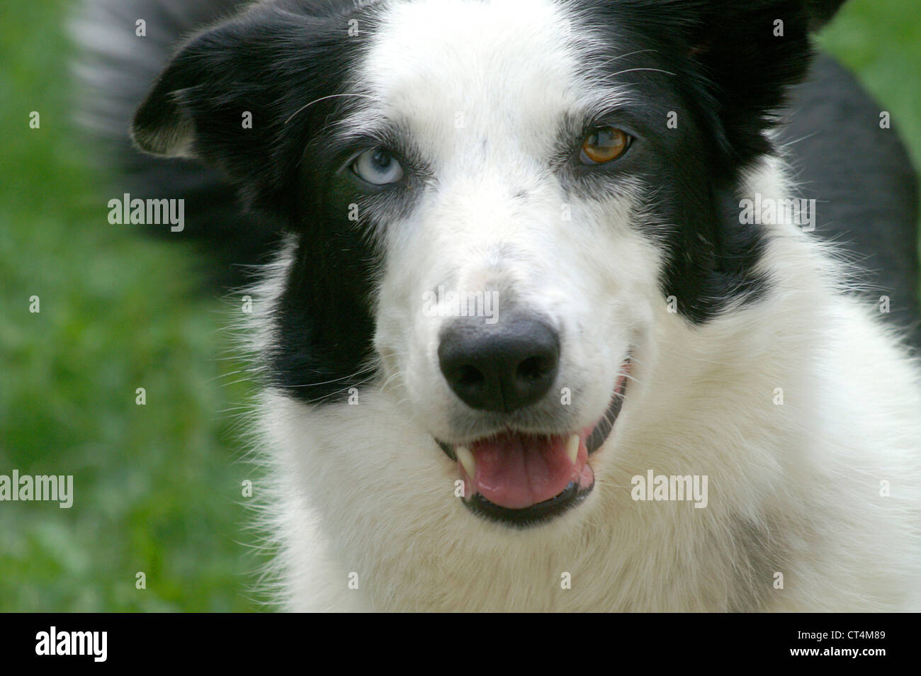DOG, BORDER COLLIE Stock Photo - Alamy