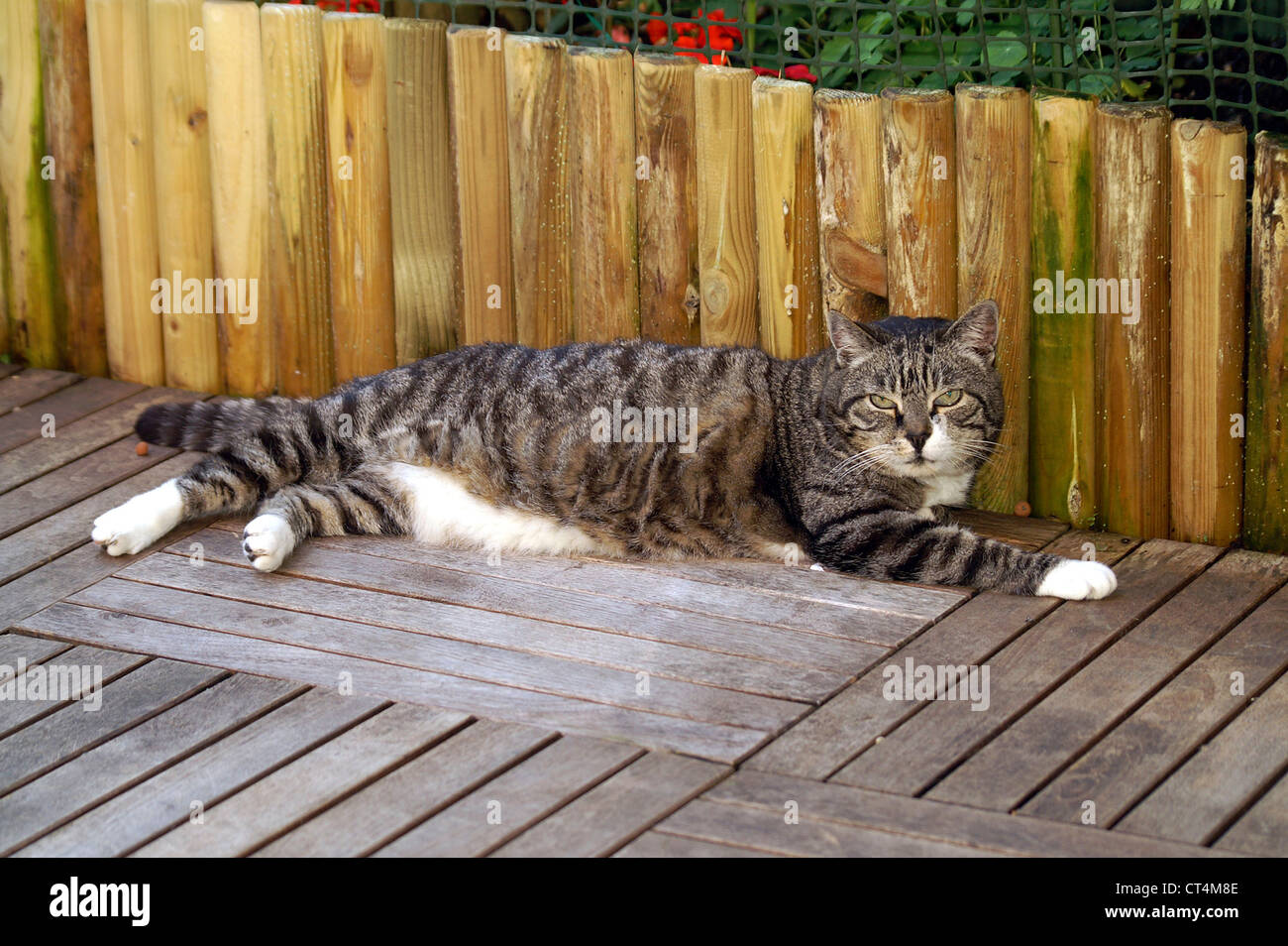 Confined cat hi-res stock photography and images - Alamy
