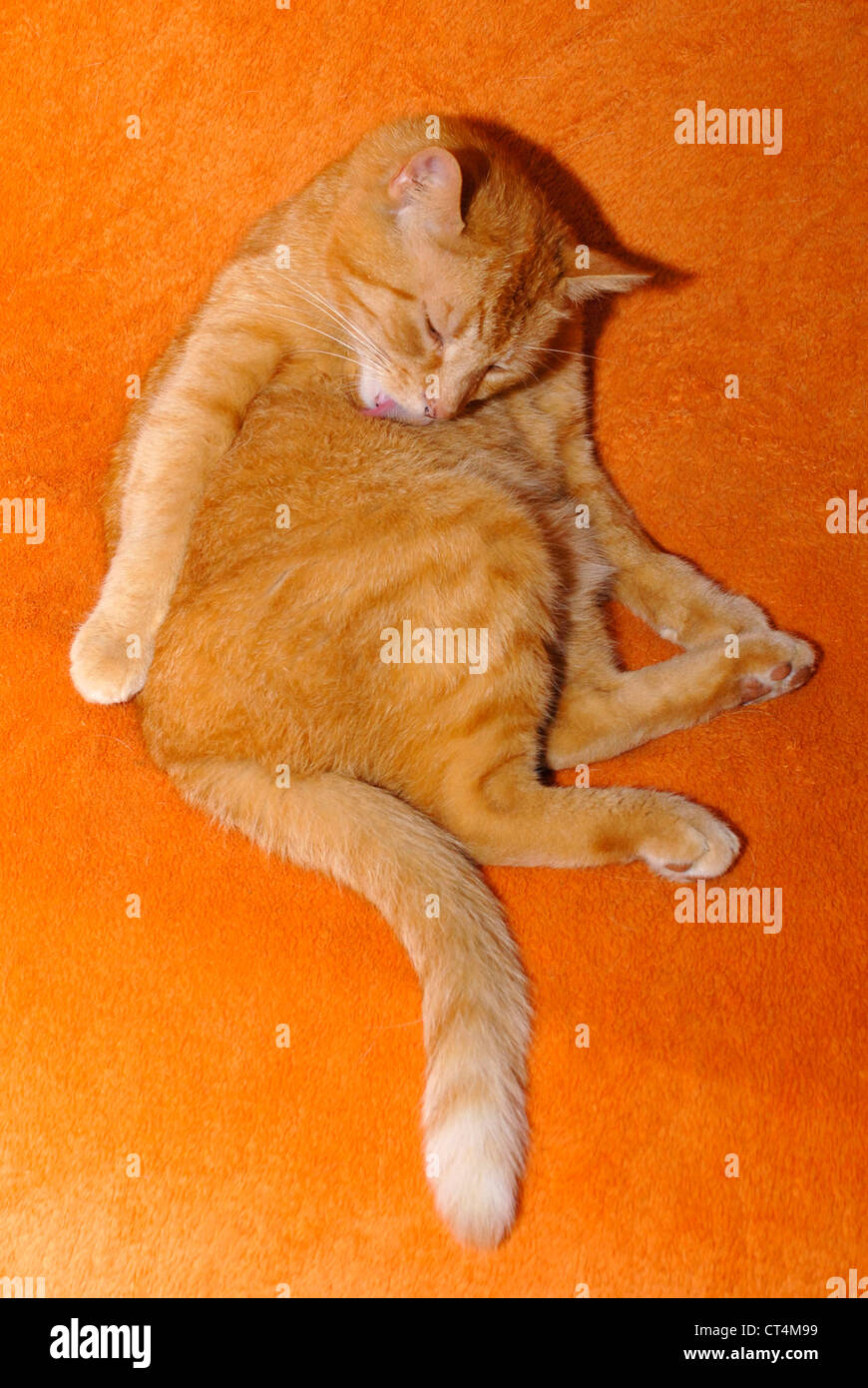 Confined cat hi-res stock photography and images - Alamy