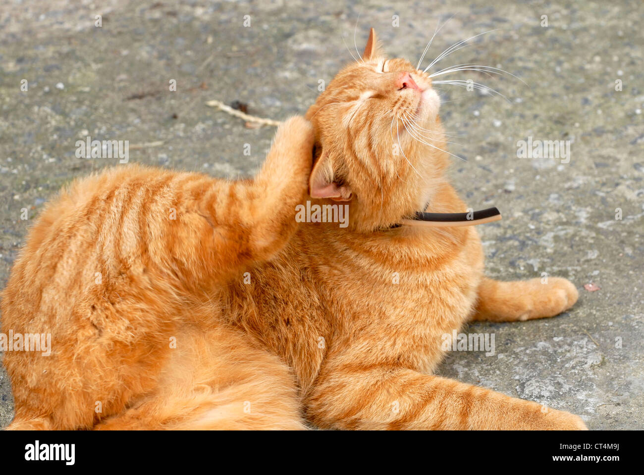 Confined Cat High Resolution Stock Photography and Images - Alamy