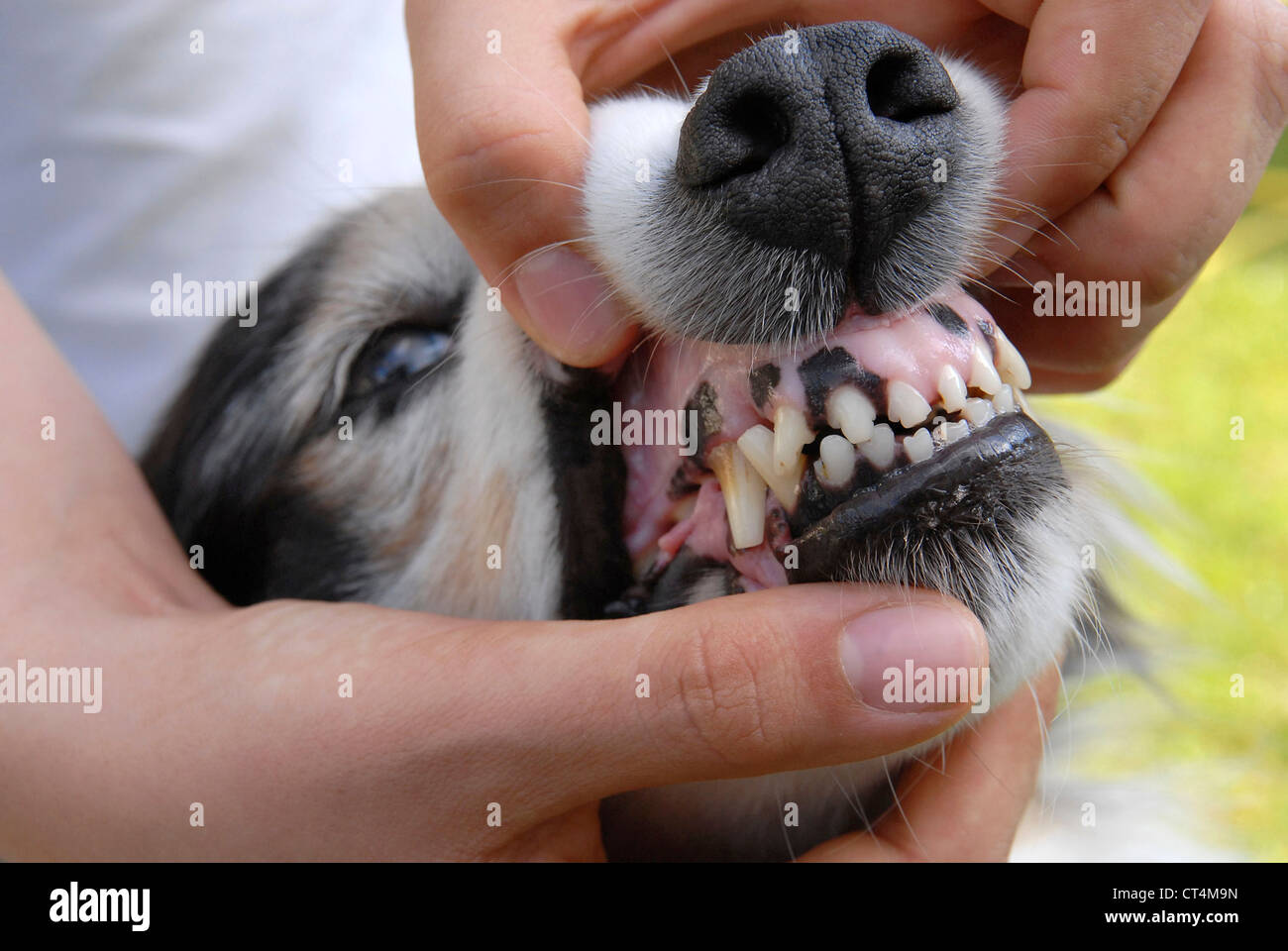 Humans with dog heads hi-res stock photography and images - Alamy