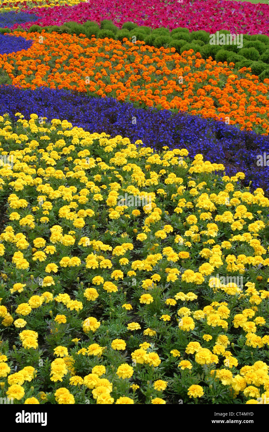 Flowers in park Stock Photo - Alamy