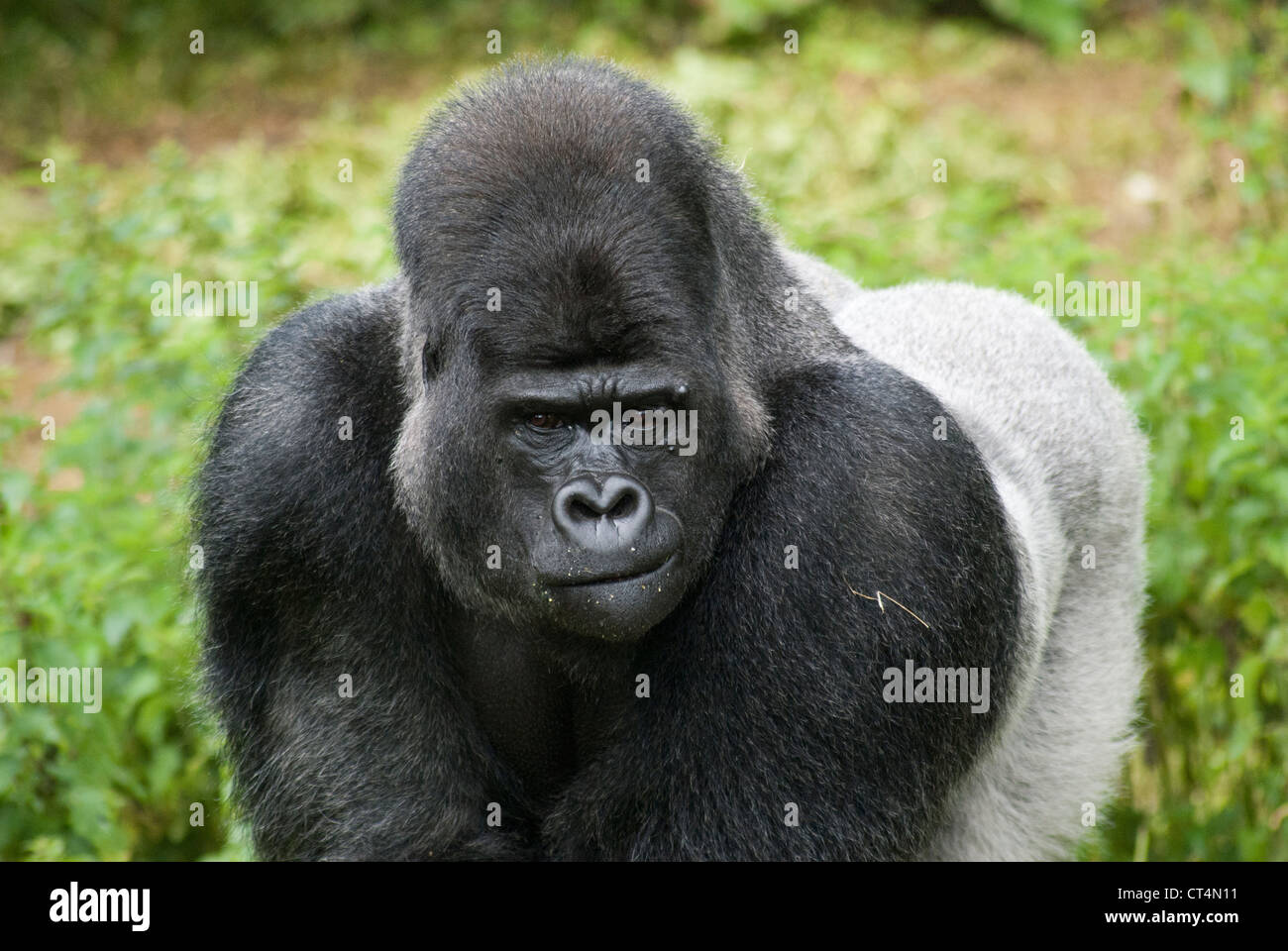Aspinal zoo gorilla hi-res stock photography and images - Alamy