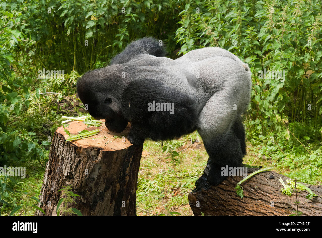 Western Lowland Gorillas, Silverback Stock Photo - Alamy