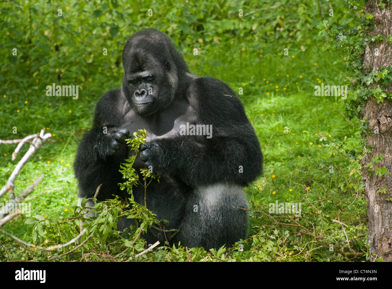 Aspinal zoo gorilla hi-res stock photography and images - Alamy