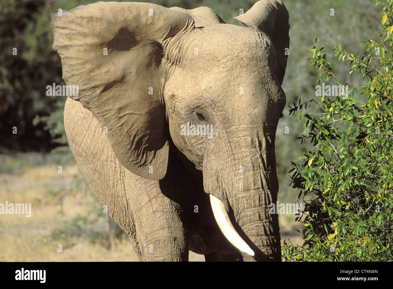 Elephantid hi-res stock photography and images - Alamy
