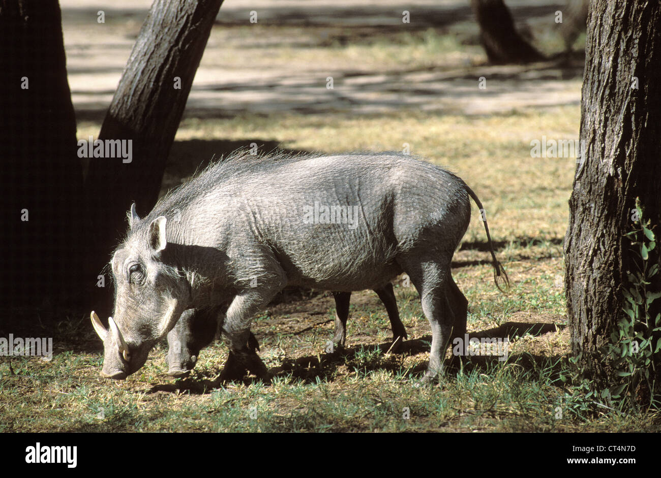 Warthog profile hi-res stock photography and images - Alamy