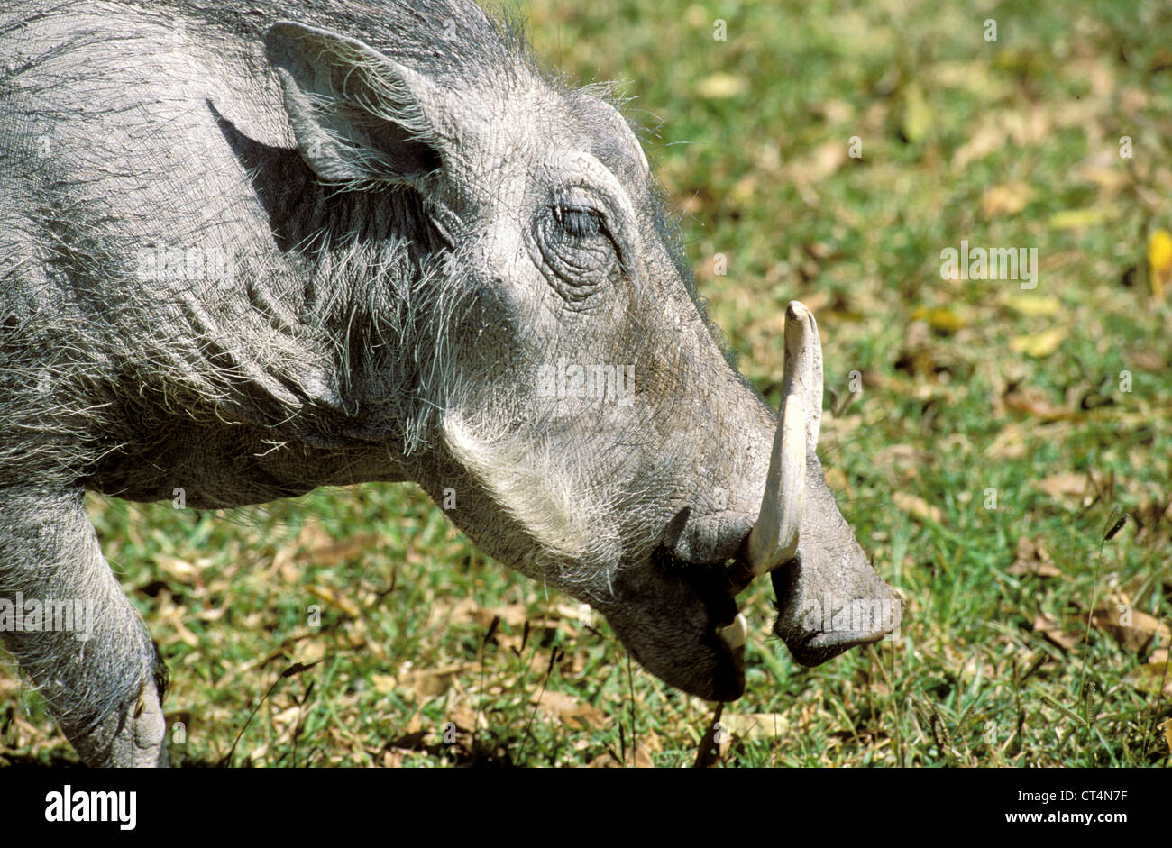 Warthog profile hi-res stock photography and images - Alamy