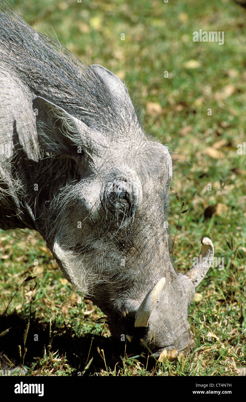 Warthog profile hi-res stock photography and images - Alamy