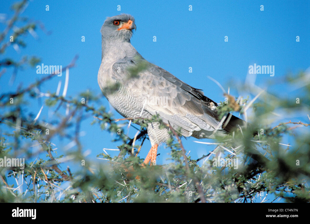PALE CHANTING GOSHAWK Stock Photo - Alamy