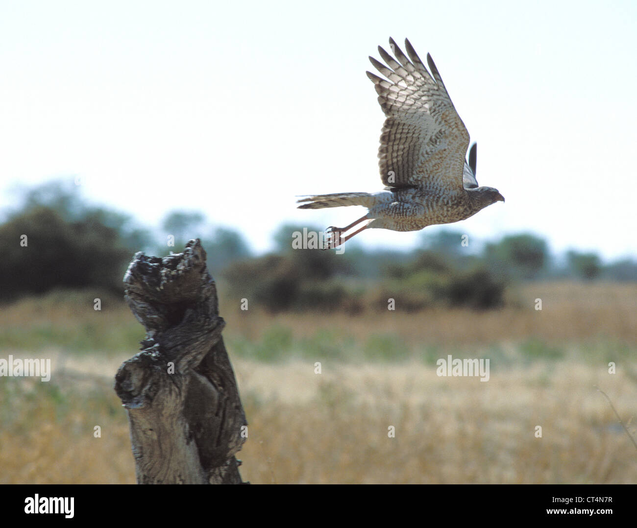 Bird profiles hi-res stock photography and images - Alamy