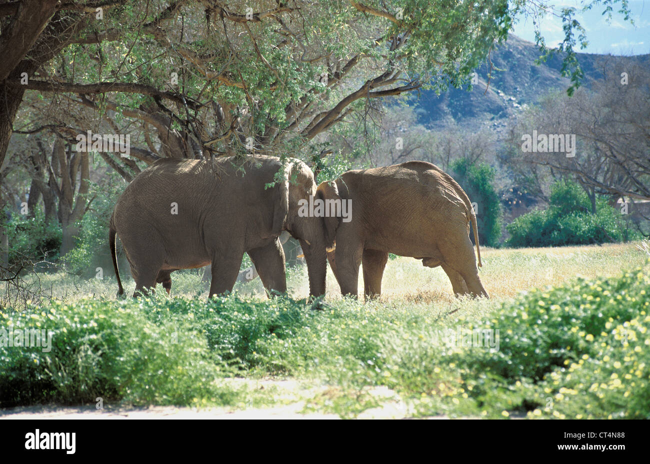 Pairs of elephants hi-res stock photography and images - Alamy
