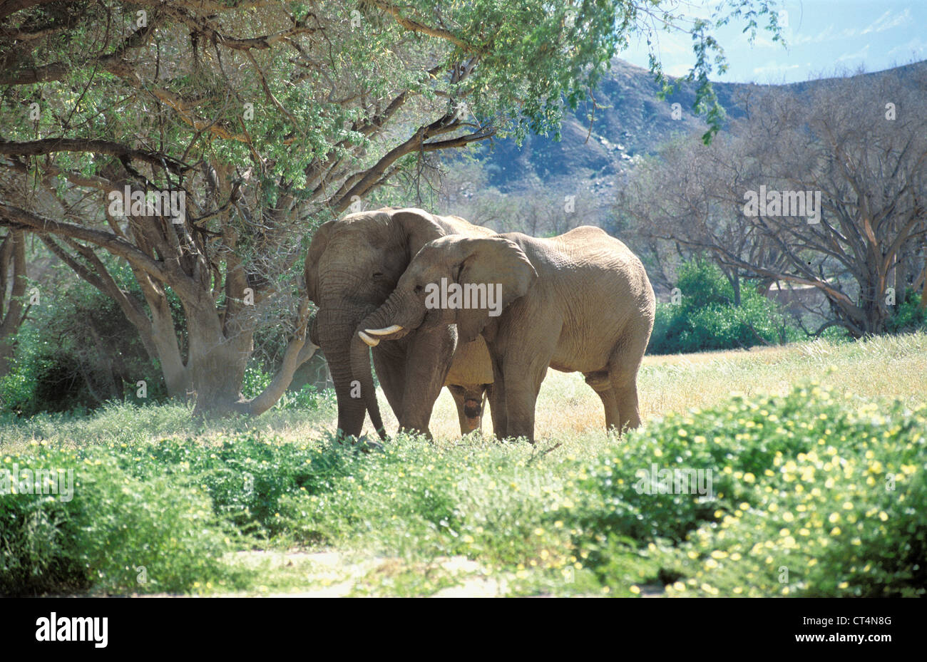 Elephantids hi-res stock photography and images - Alamy