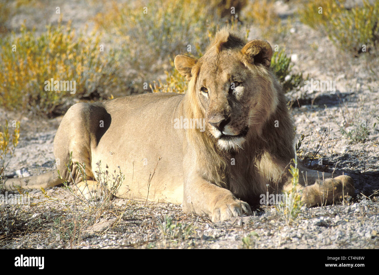 Panthera sp hi-res stock photography and images - Alamy
