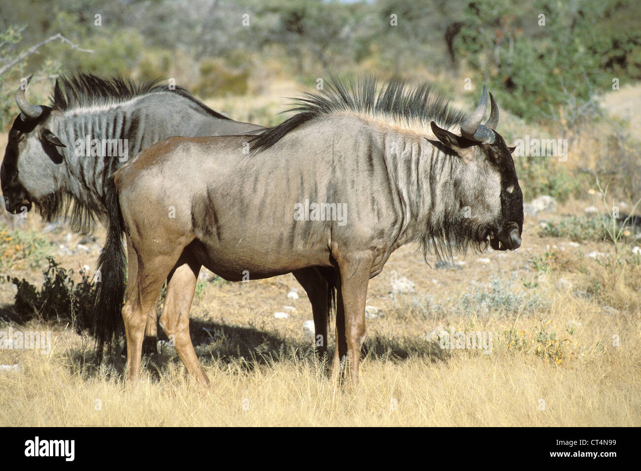 Wildebeest pair hi-res stock photography and images - Alamy