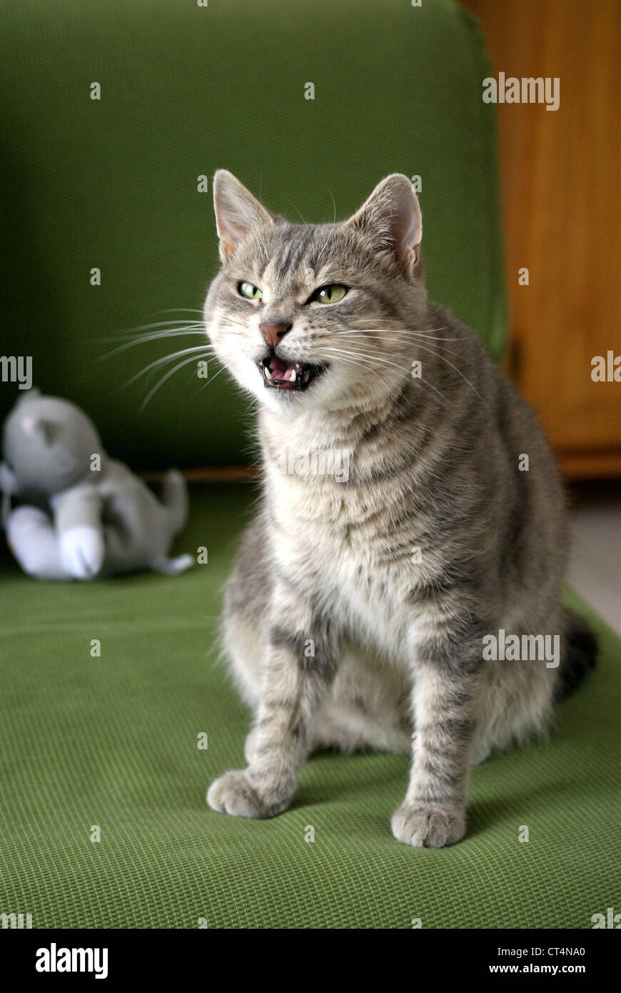 Cat scream hi-res stock photography and images - Alamy