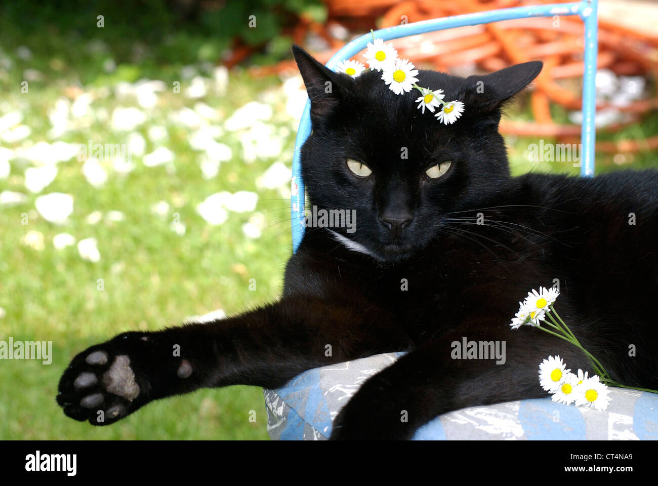 Cat paw stretched hi-res stock photography and images - Alamy
