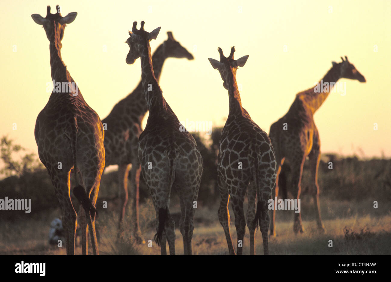 Giraffe early morning sun hi-res stock photography and images - Alamy