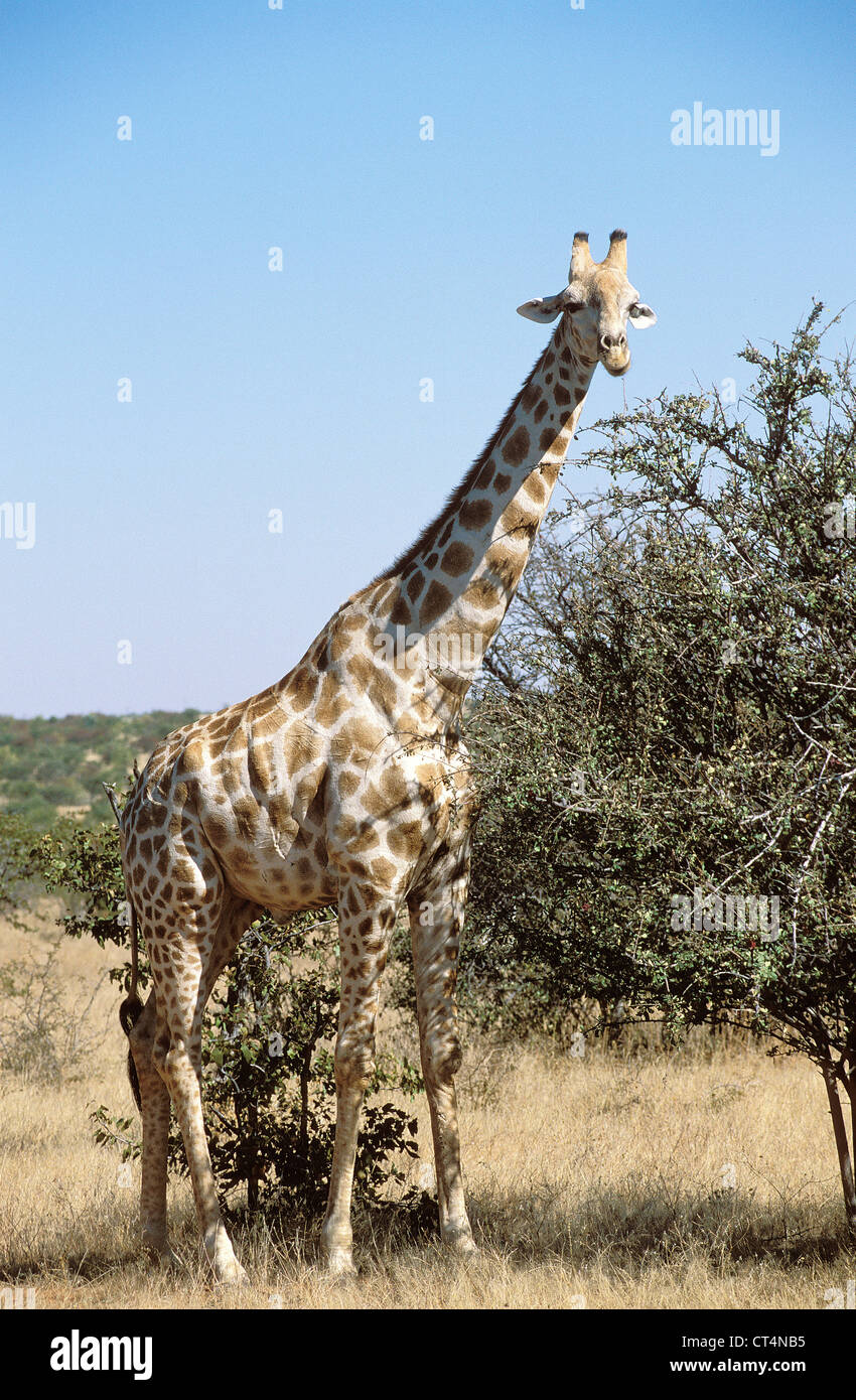 Giraffids hi-res stock photography and images - Alamy
