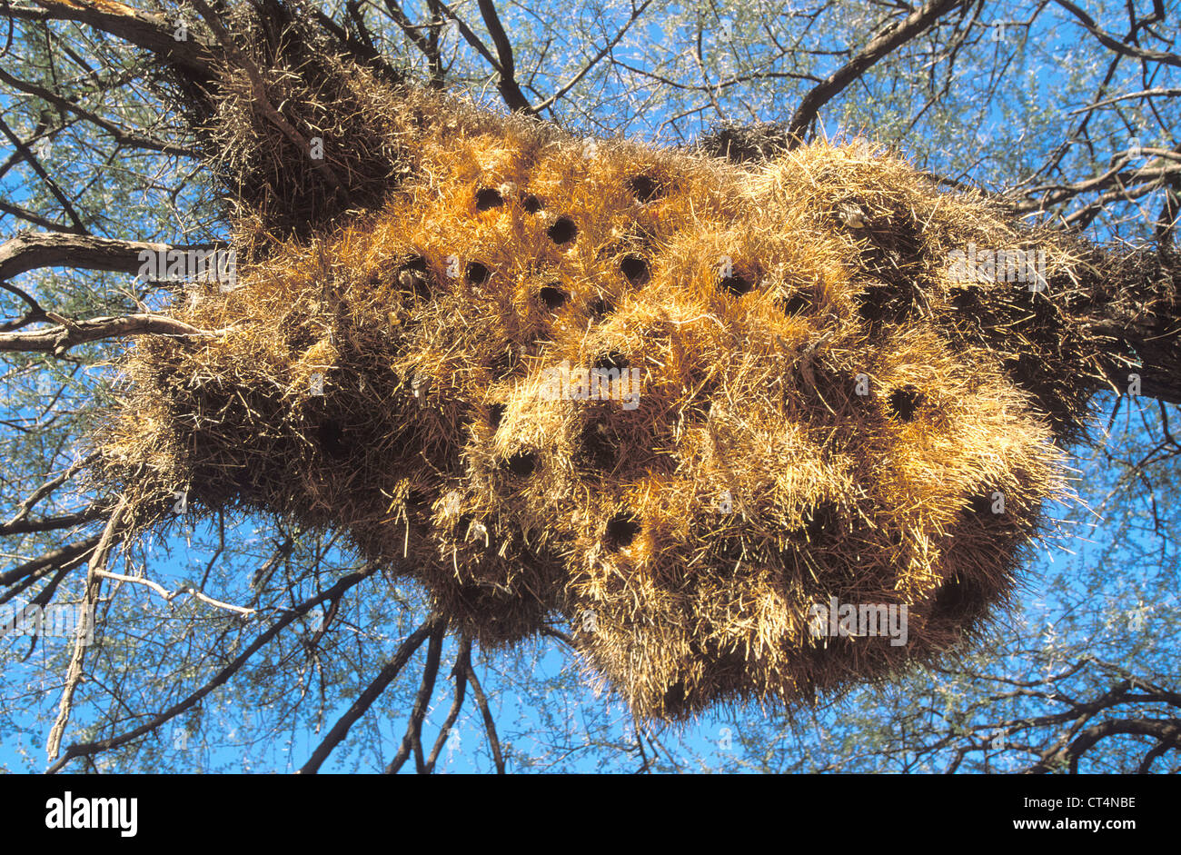 Strange weaver hi-res stock photography and images - Alamy