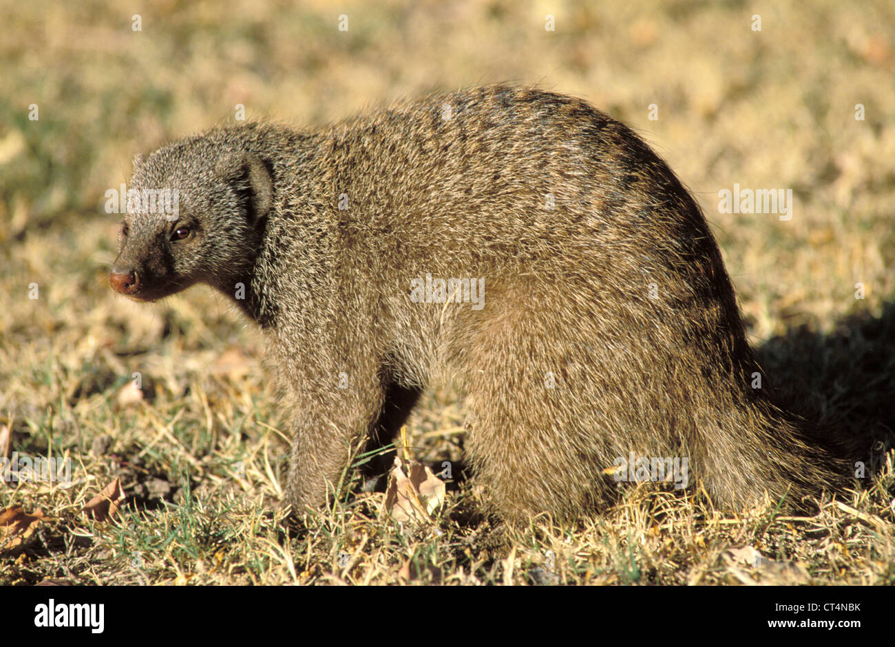 Herpestids hi-res stock photography and images - Alamy