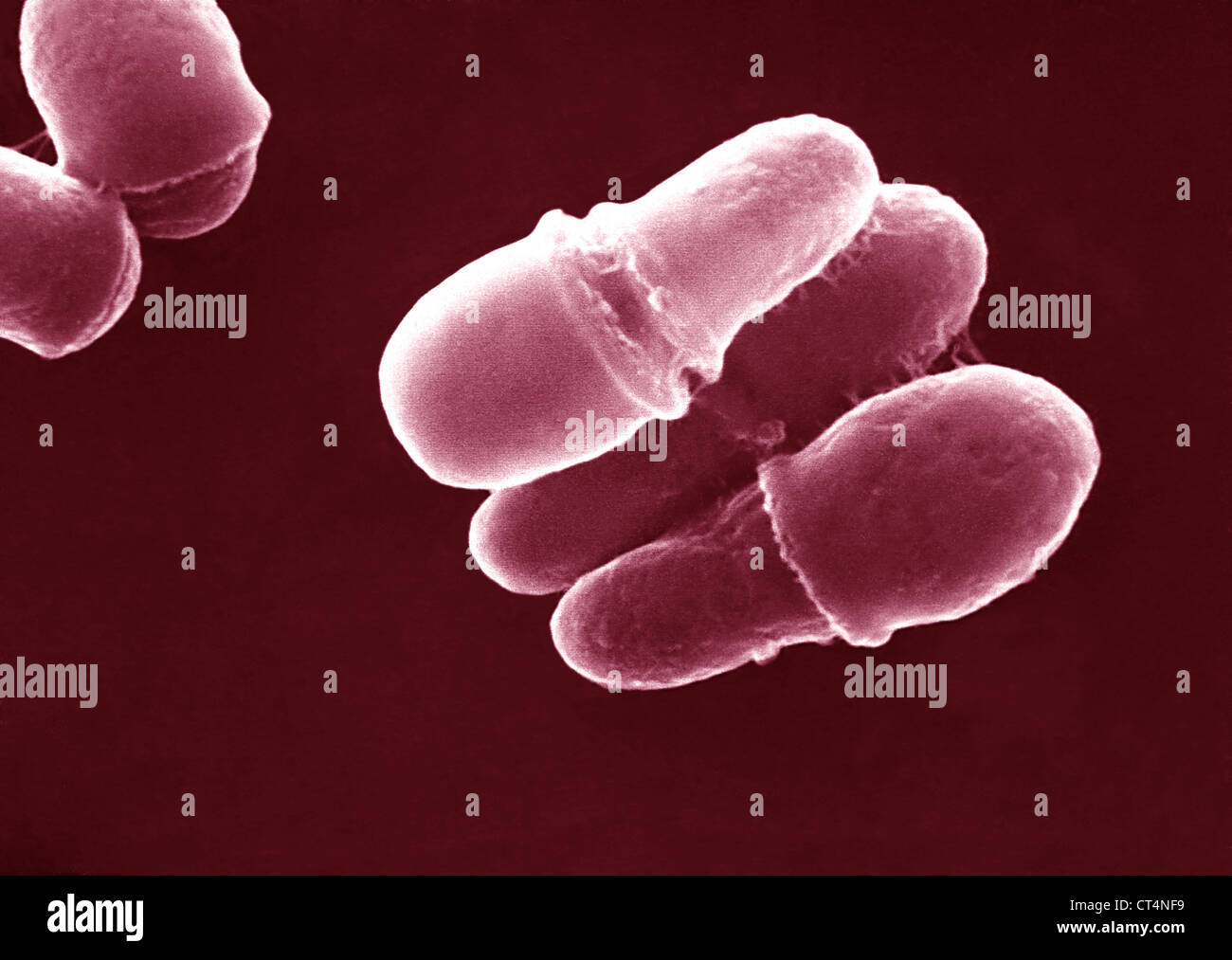 Malassezia hi-res stock photography and images - Alamy