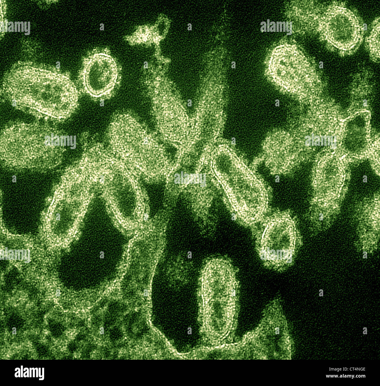 Spanish flu hi-res stock photography and images - Alamy