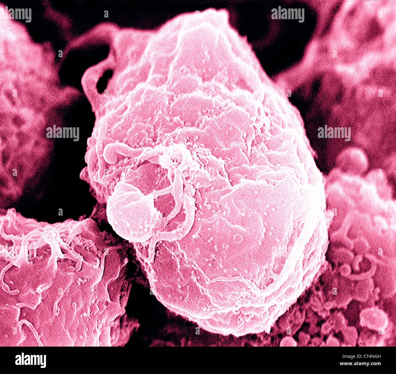 Effector t cells hi-res stock photography and images - Alamy