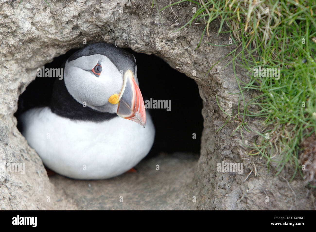 Puffins nesting hole hi-res stock photography and images - Alamy