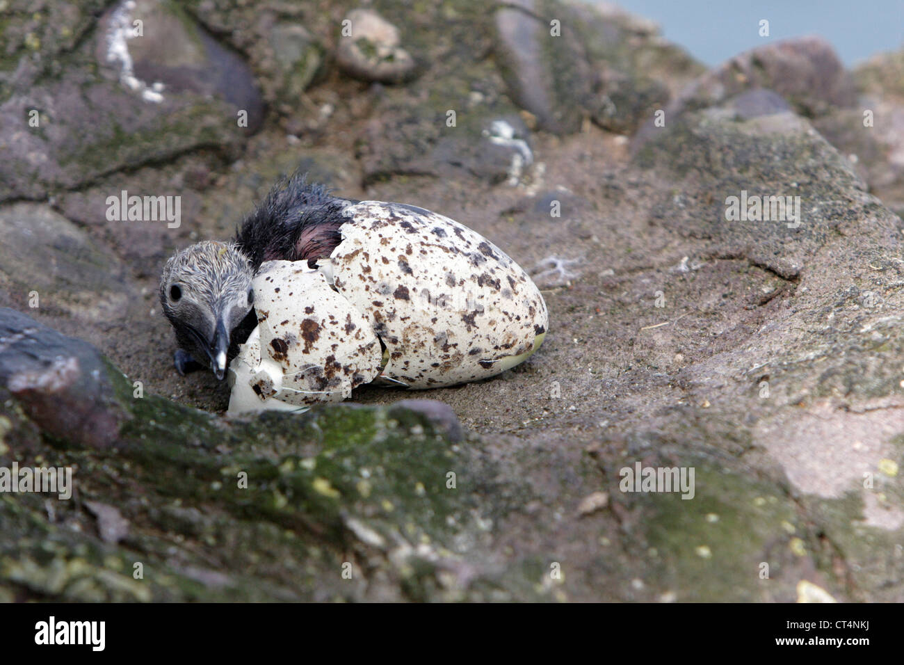 Razorbill egg hi-res stock photography and images - Alamy