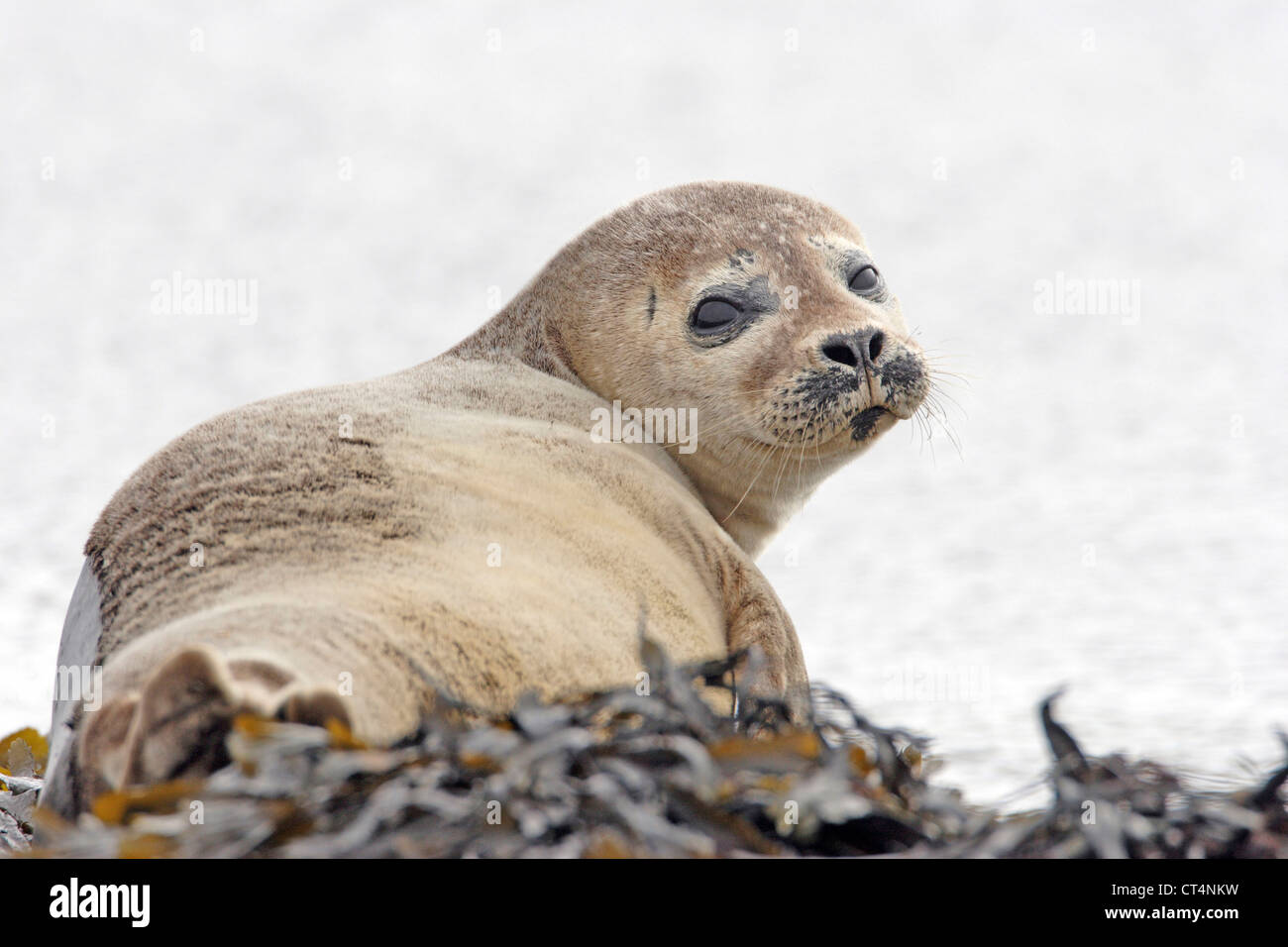 Individual seal hi-res stock photography and images - Alamy