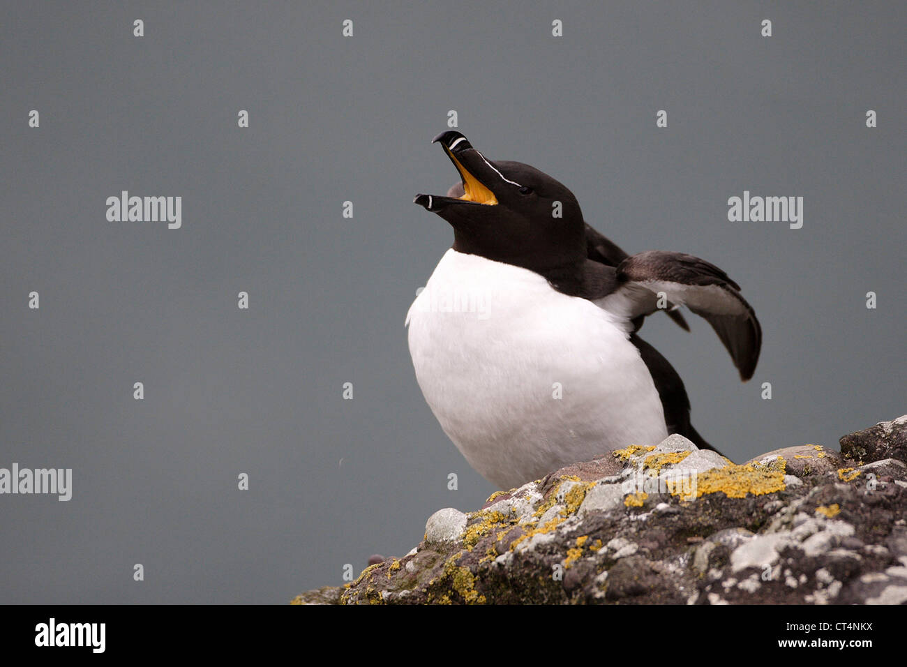 Beak open razorbill hi-res stock photography and images - Alamy
